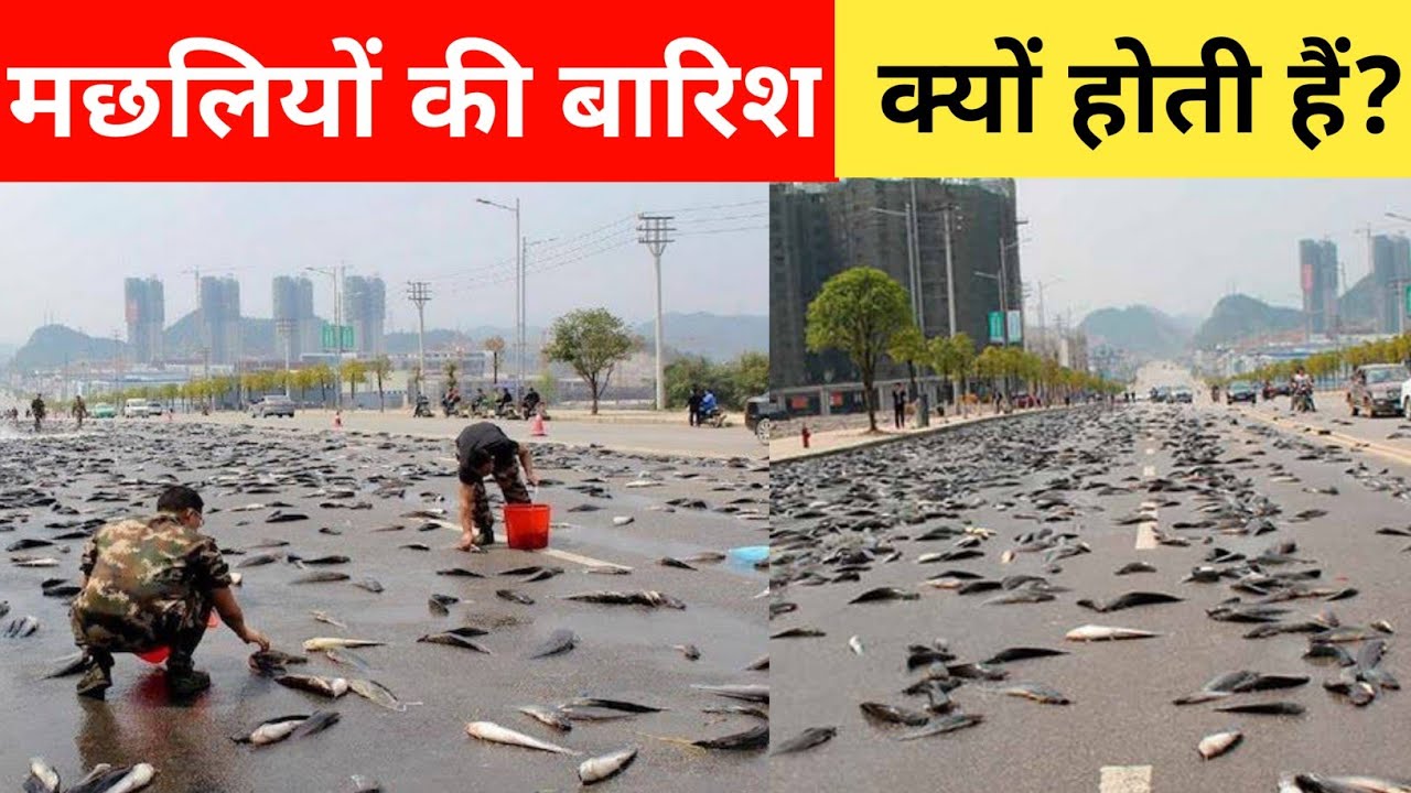 मछलियों की बारिश क्यों होती हैं | Fish Raining From Sky | Fish Rain In ...