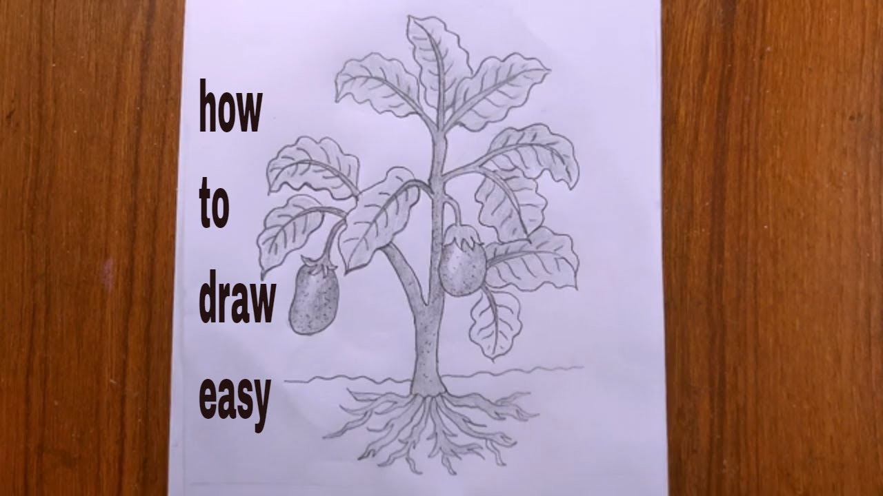 how to draw brinjal tree step by step/brinjal tree drawing - YouTube