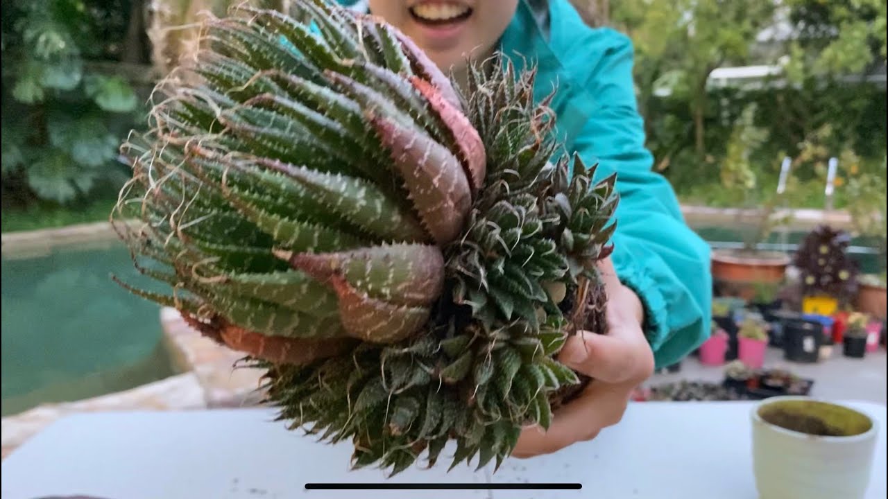 Succulent How to: Propagate from pups! - YouTube