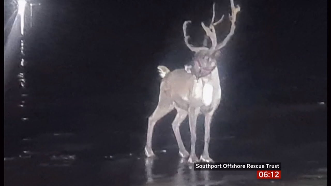 Runaway reindeer sparks emergency rescue operation in Merseyside (1 ...