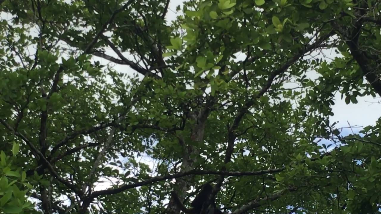 Monkeys in the jungle on the way to Lamanai. Belize. Searious. - YouTube