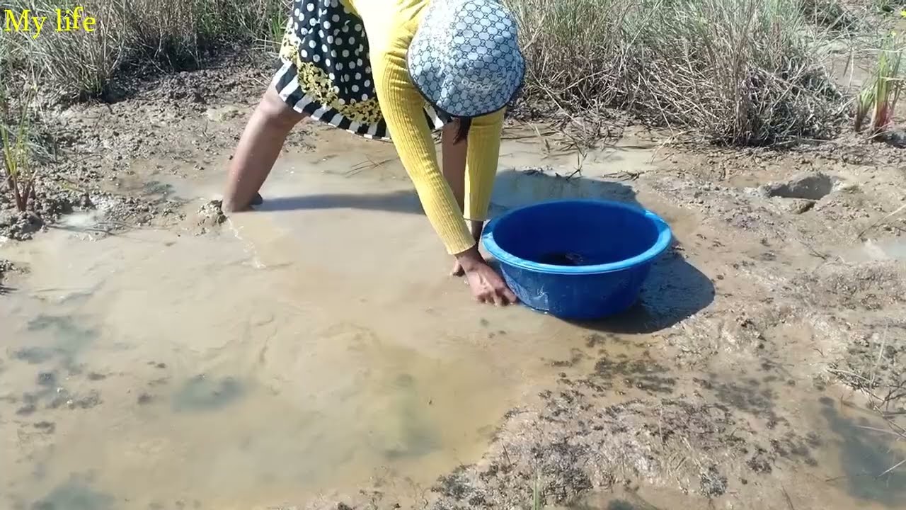 Green Rice Fishing - New Find Fish & Catch Fish A Lot Of At Field Under ...