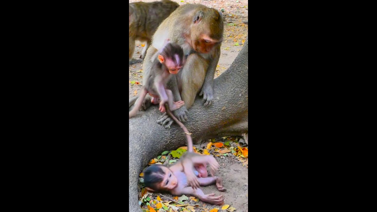 Little baby monkey need monkey mother to help - YouTube