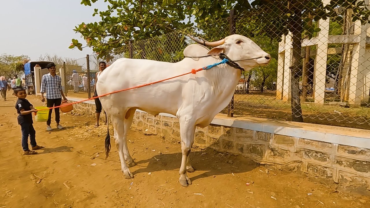 White gold Khillar bull of Subhash Aratala - YouTube