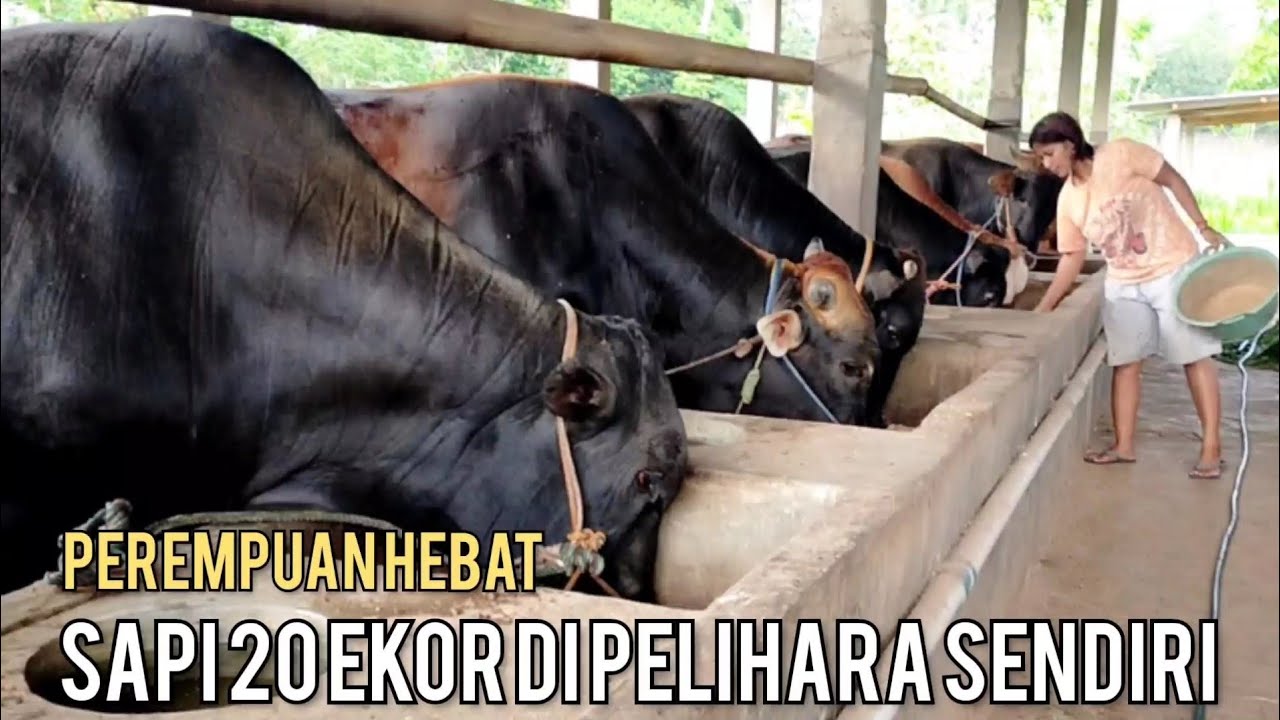 perempuan hebat sapi 20 ekor di pelihara sendiri pakan combor dan ...