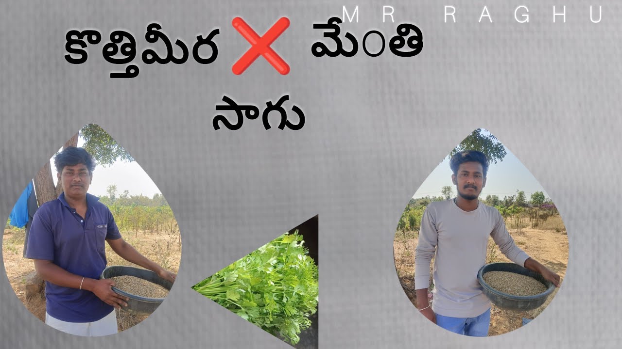 # కొత్తిమీర మేoతి సాగు # Telugu video agriculture MR RAGHU - YouTube
