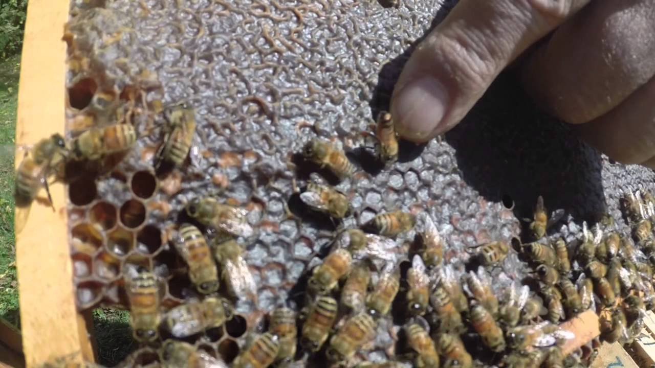 Honey Bees Farm to Table - YouTube