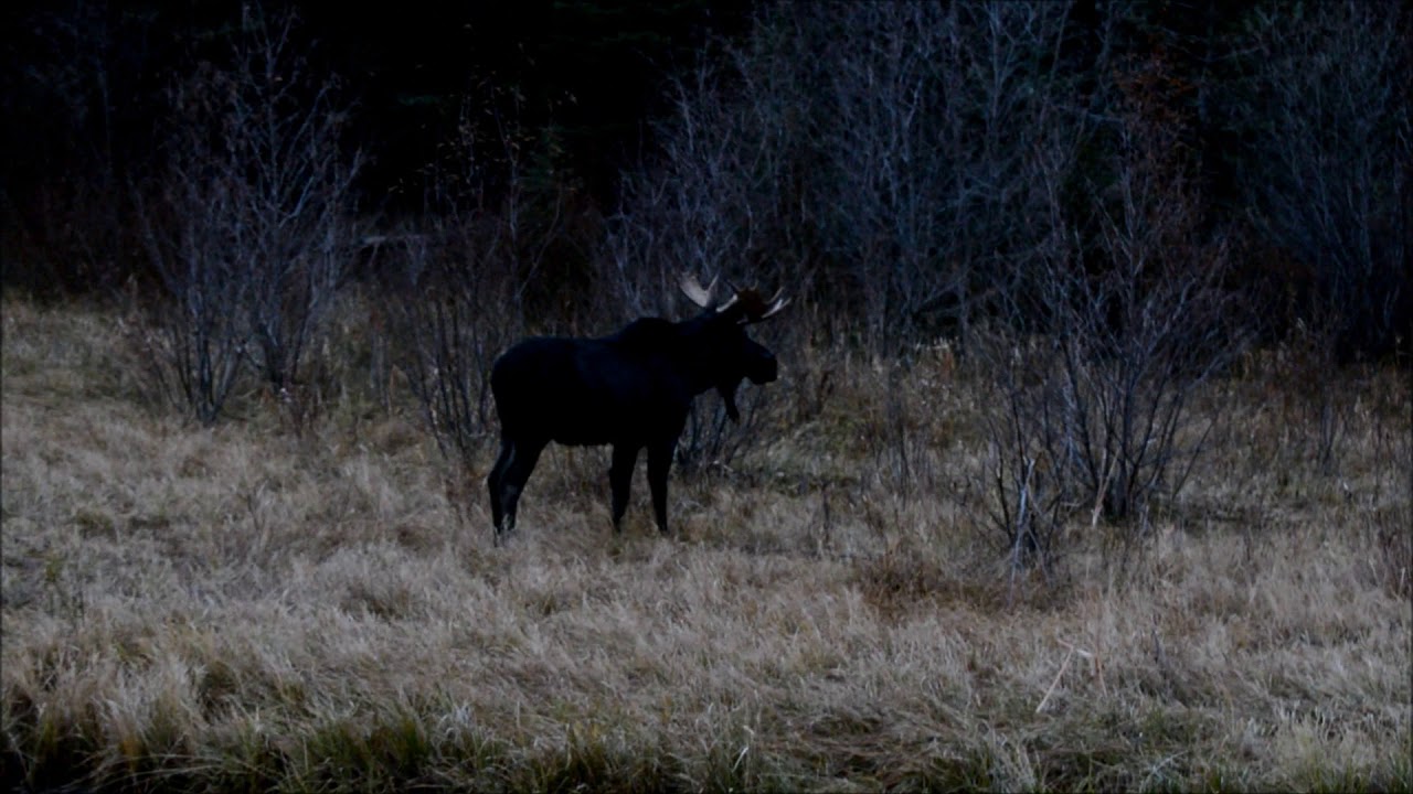 Moose Rub - YouTube