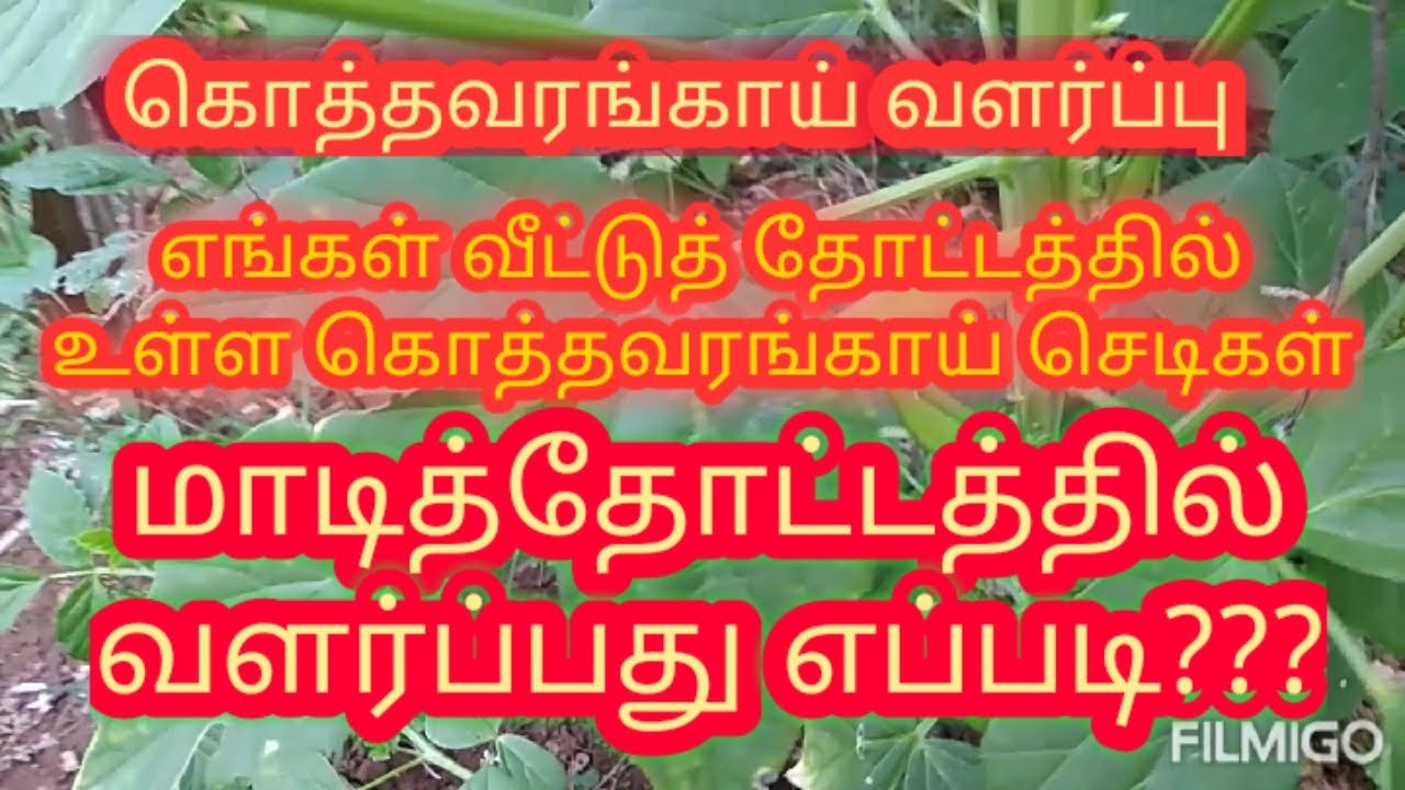 kothavarai sedi valarppu | guar beans planting ideas explained in tamil ...