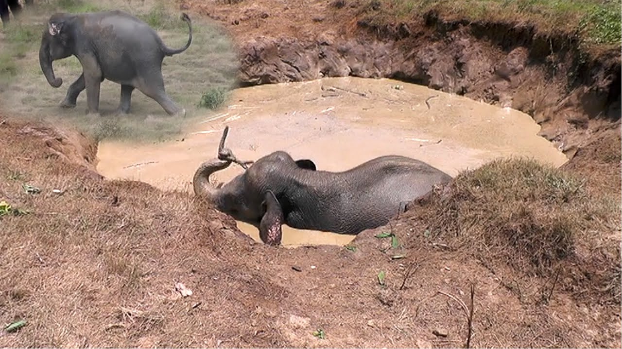 Saving a giant elephant starving helplessly in a muddy well - YouTube