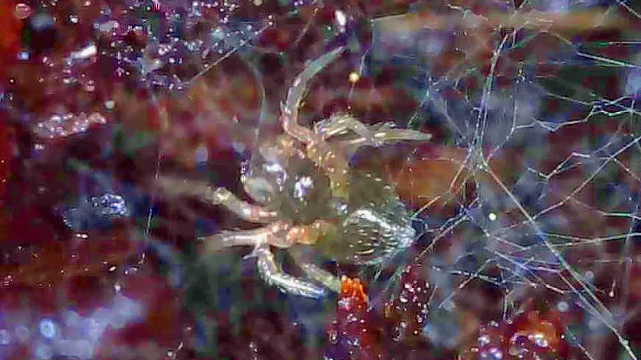 Spider no bigger than the point of a needle - YouTube