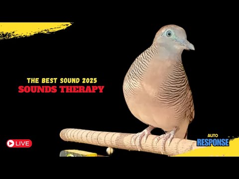 Zebra Dove call Perkutut Lokal Gacor Suara Besar Pancingan Cepat Gacor ...