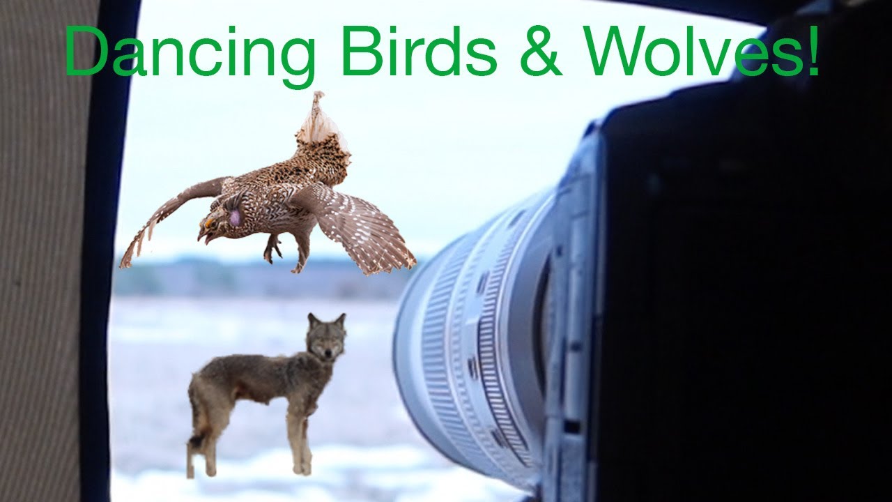 Let's Dance! Sharp-tailed Grouse Lek Dance Party! Special Guest Appearance by North Woods Wolves ...
