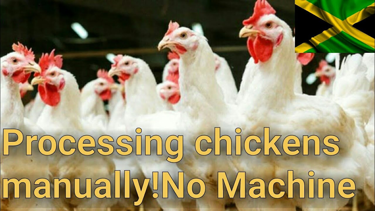 Processing chickens in Jamaica the entire process - YouTube