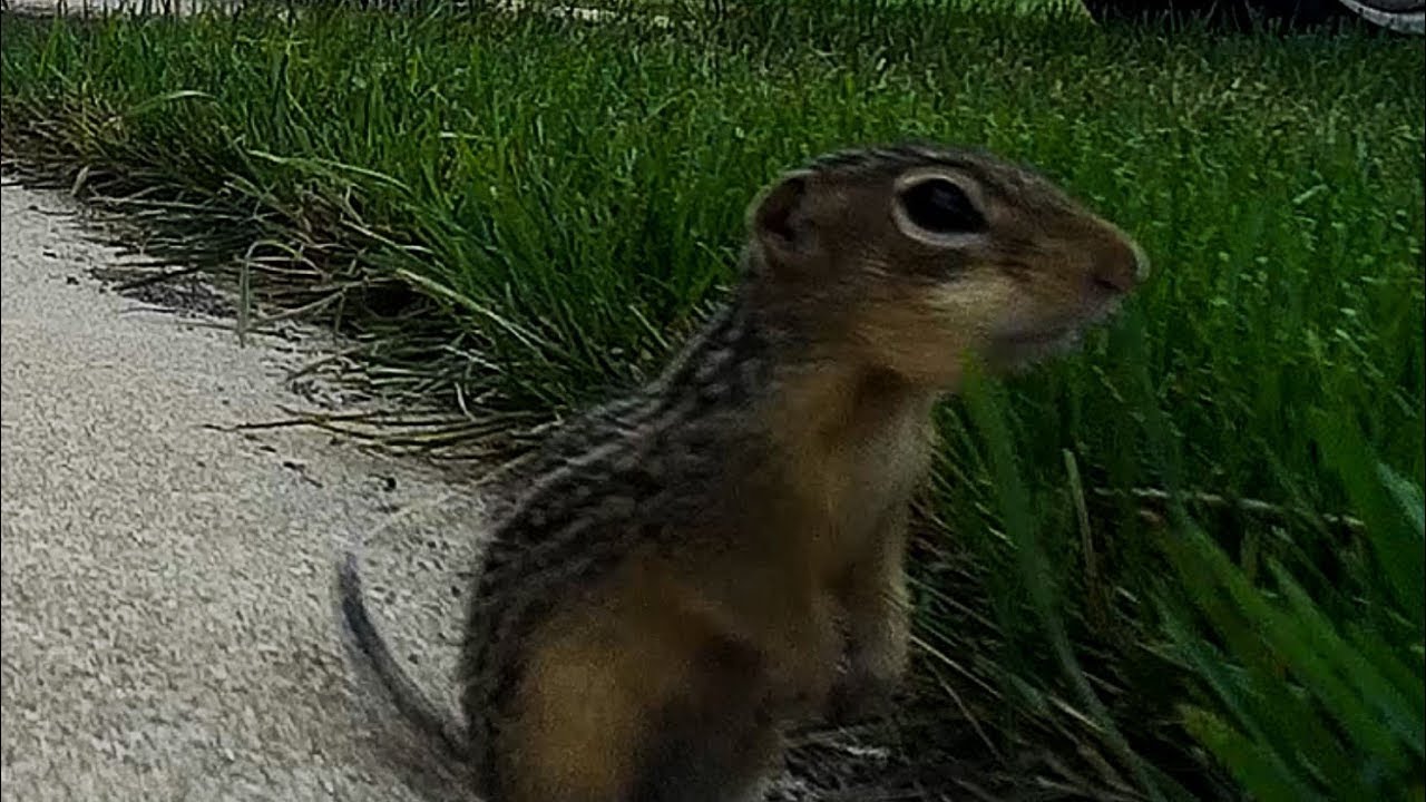 Chippy Finds a Snack - YouTube