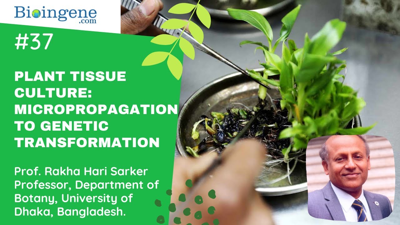 Plant Tissue Culture: Micropropagation to Genetic Transformation - YouTube