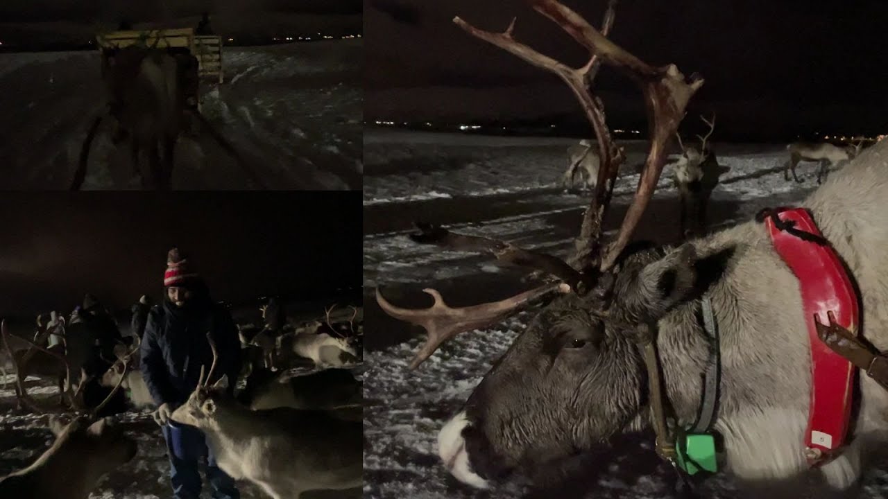 REINDEER SLEDDING & FEEDING at SAMI CAMP | Tromso Arctic Reindeer - YouTube