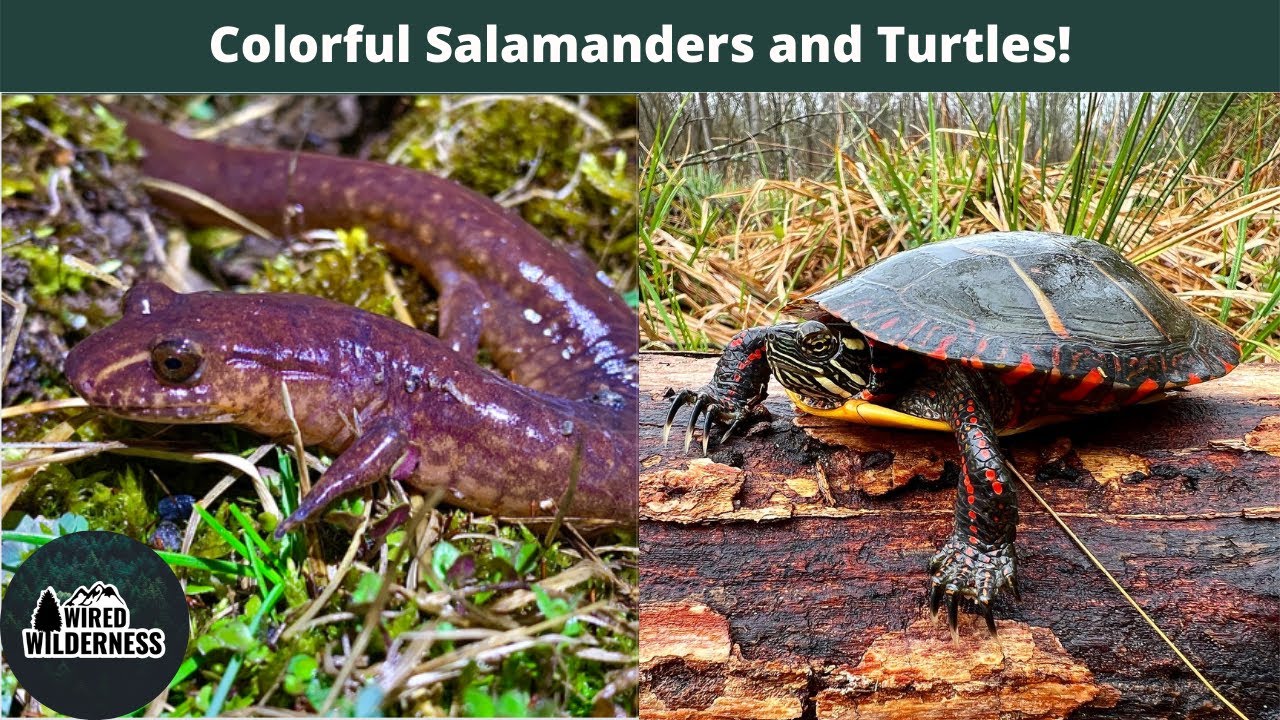 Colorful Salamanders and Turtles! Red and Spring Salamanders in Western ...