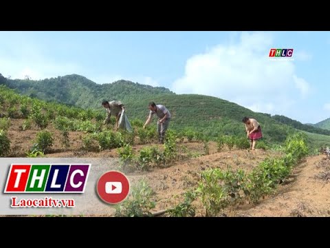 Nông nghiệp - Nông thôn: Nâng tầm thương hiệu chè Lào Cai (3/10/2023 ...
