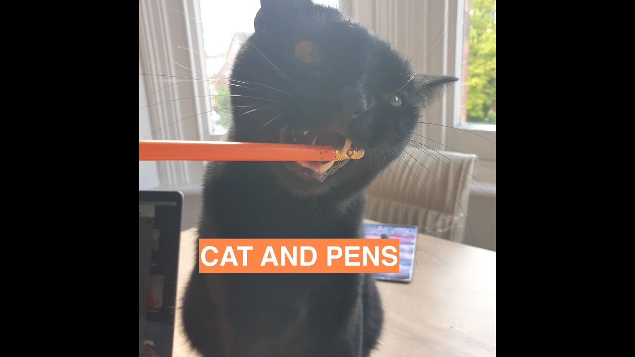 CAT AND PENS VIDEO | CAT PEN CHALLENGE | FUNNY CAT VIDEO - YouTube
