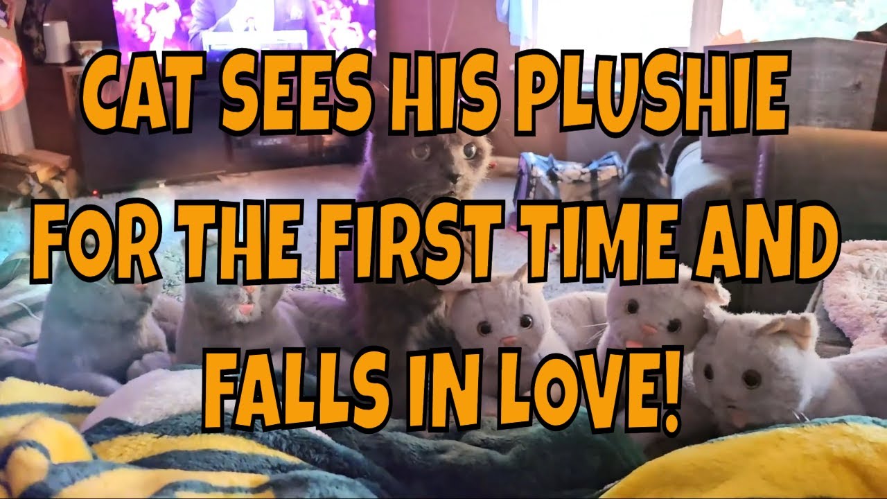 Grayson the Cat Sees His Plushies and LOVES them! - YouTube