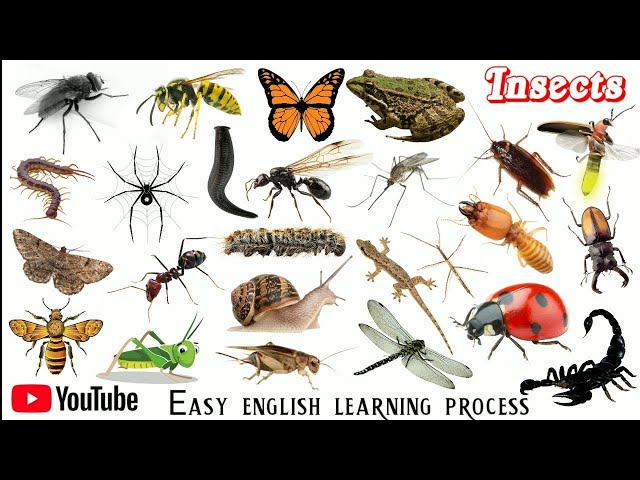 Insects Pictures With Names And Information