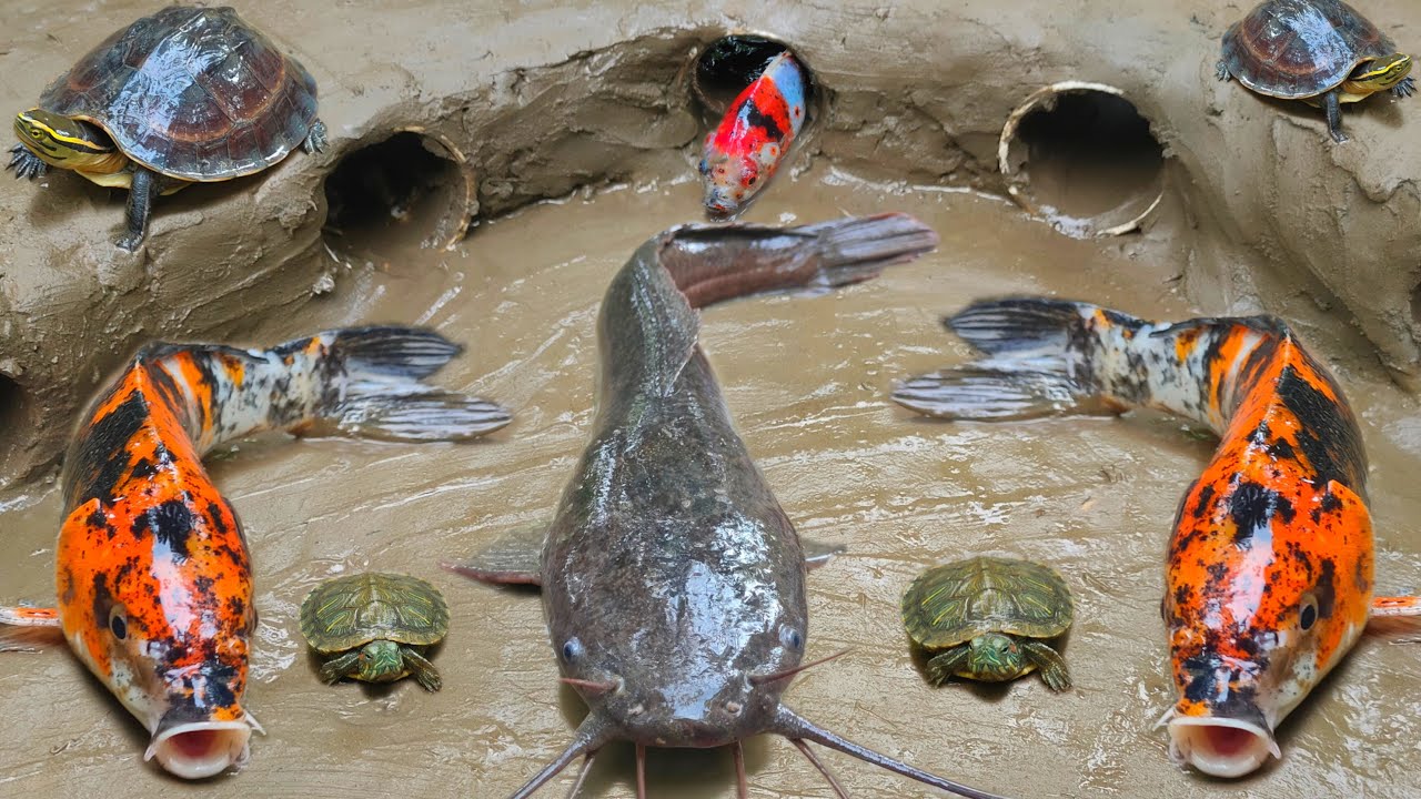 Menangkap ikan lele jumbo dalam lubang, ikan koi, ikan hias, gurame ...