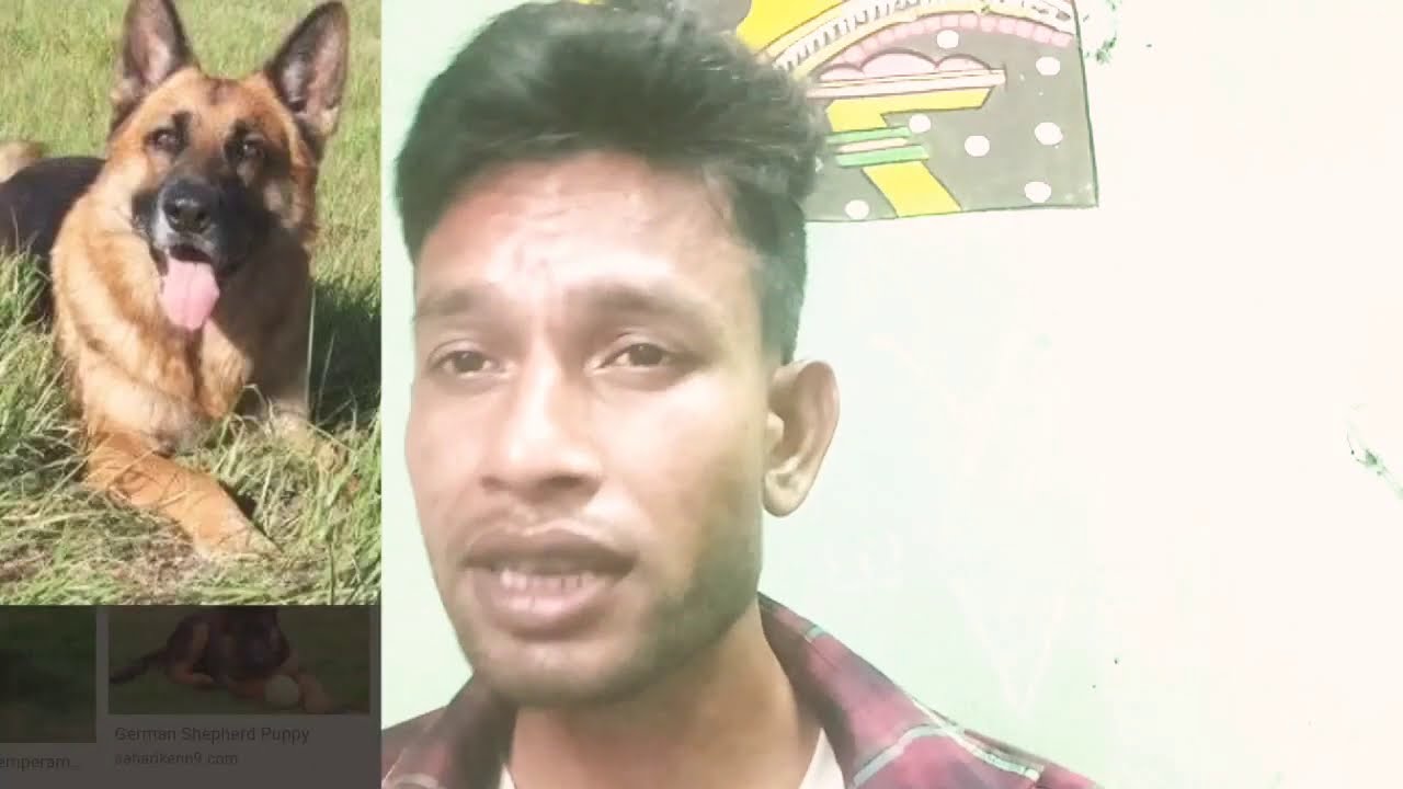 German shepherd vs Belgium melons which is best for Indian climate ...