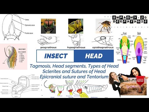 Insect Head - YouTube