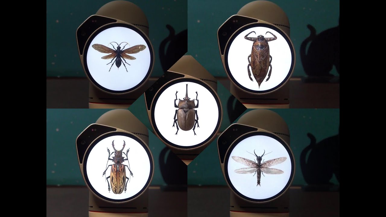 ClicBot Insect Picture Book vol.3 - YouTube