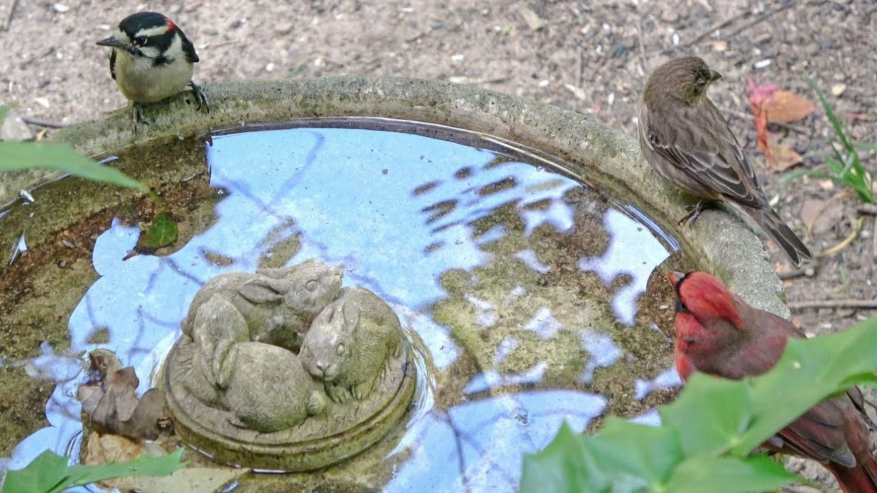 Backyard bird watching in the Fall 3 - YouTube