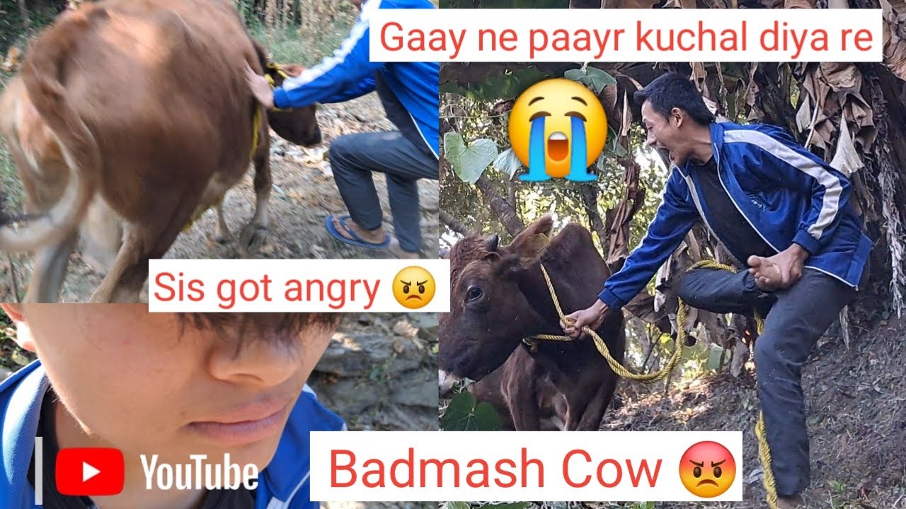 Our rogue cow trampled my feet 😭|| Shifting a giving birth Cow to safe ...