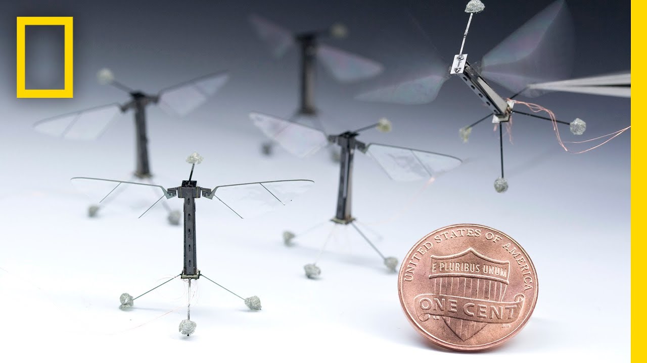 Robert Wood: Robotic Insects | Nat Geo Live - YouTube
