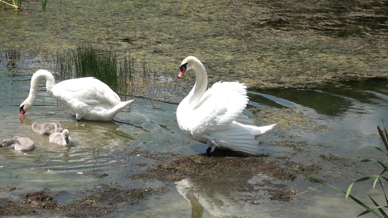 Mladi labudovi nakon plivanja ručaju, 6.6.2019. video - YouTube