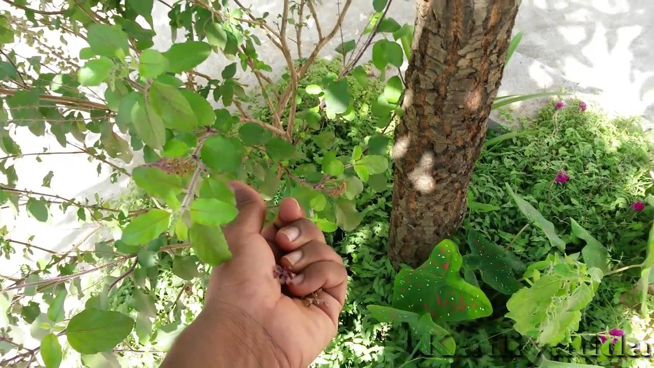 How to collect Tulasi seeds from Tulasi plant - YouTube