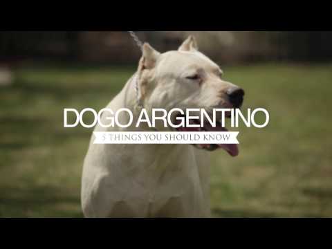 DOGO ARGENTINO DOGS FIVE THINGS YOU SHOULD KNOW