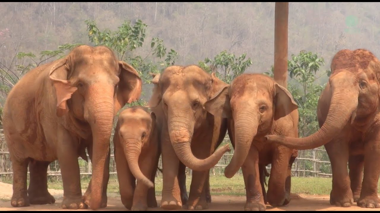 The Sound Of Elephants Develop New Friendships With Strangers ...