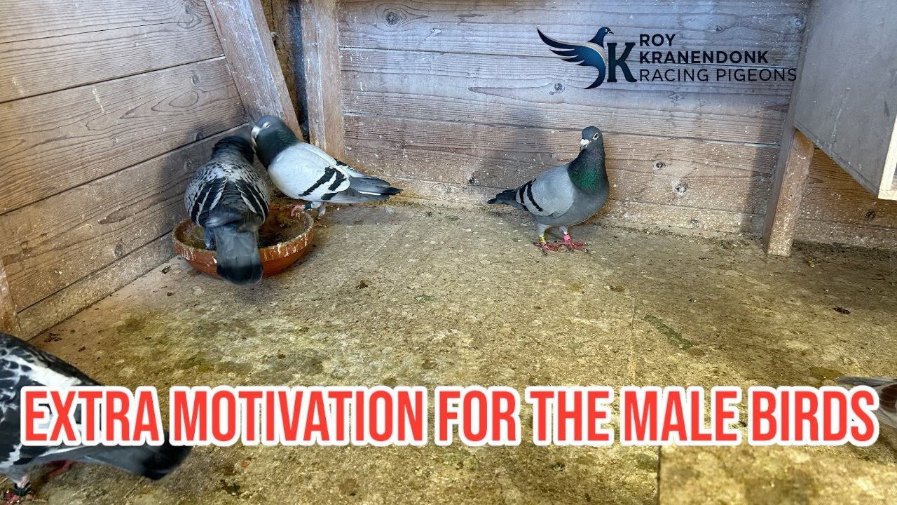 Extra Motivation for the male birds | Racing Pigeons | - YouTube