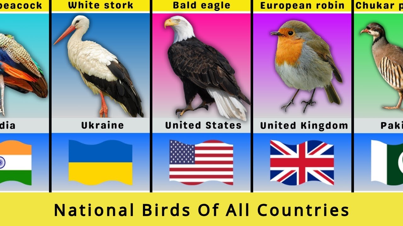 National Birds Of Different Countries YouTube national-birds-of-different-countries-youtube