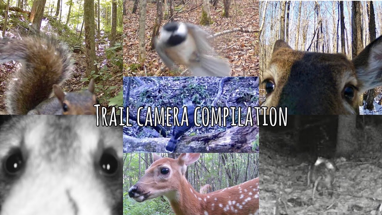 Compilation of My Favorite Trail Camera Videos - YouTube