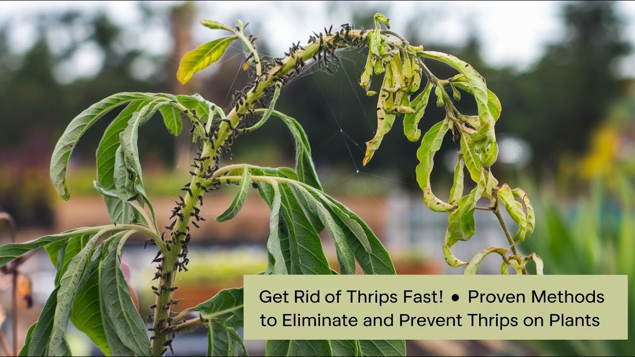 Get Rid of Thrips FAST! 🌿 Proven Methods to Eliminate and Prevent ...