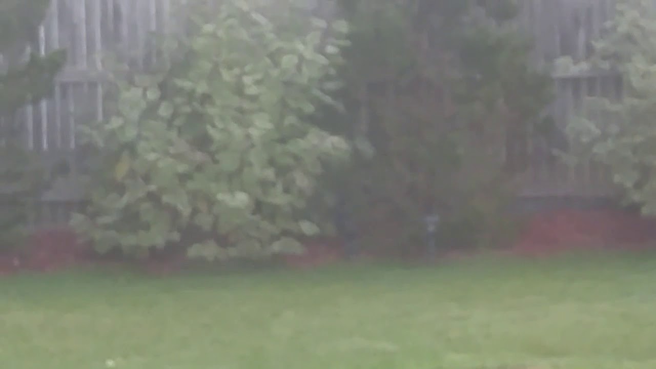 Squirrel chasing a hawk - YouTube