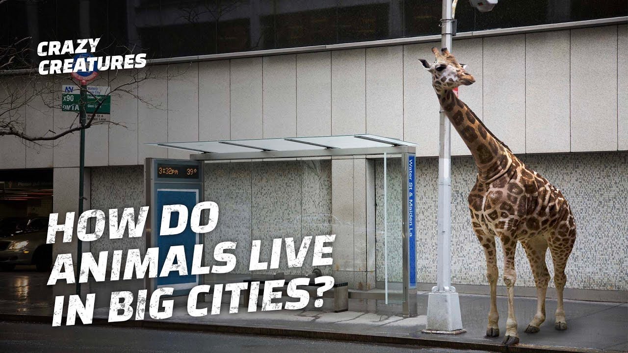 Animals That Have Adapted To Urban Environments - YouTube