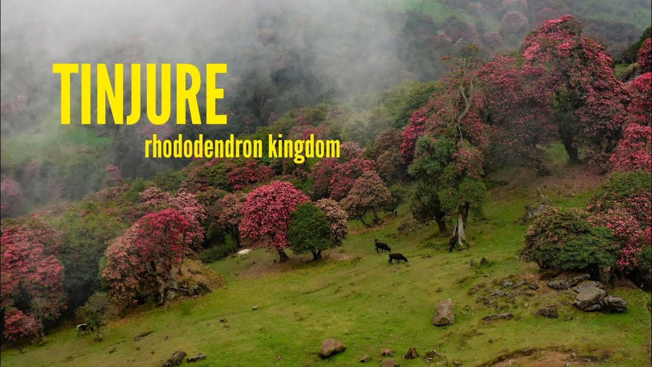 TINJURE ...rhododendron kingdom - YouTube