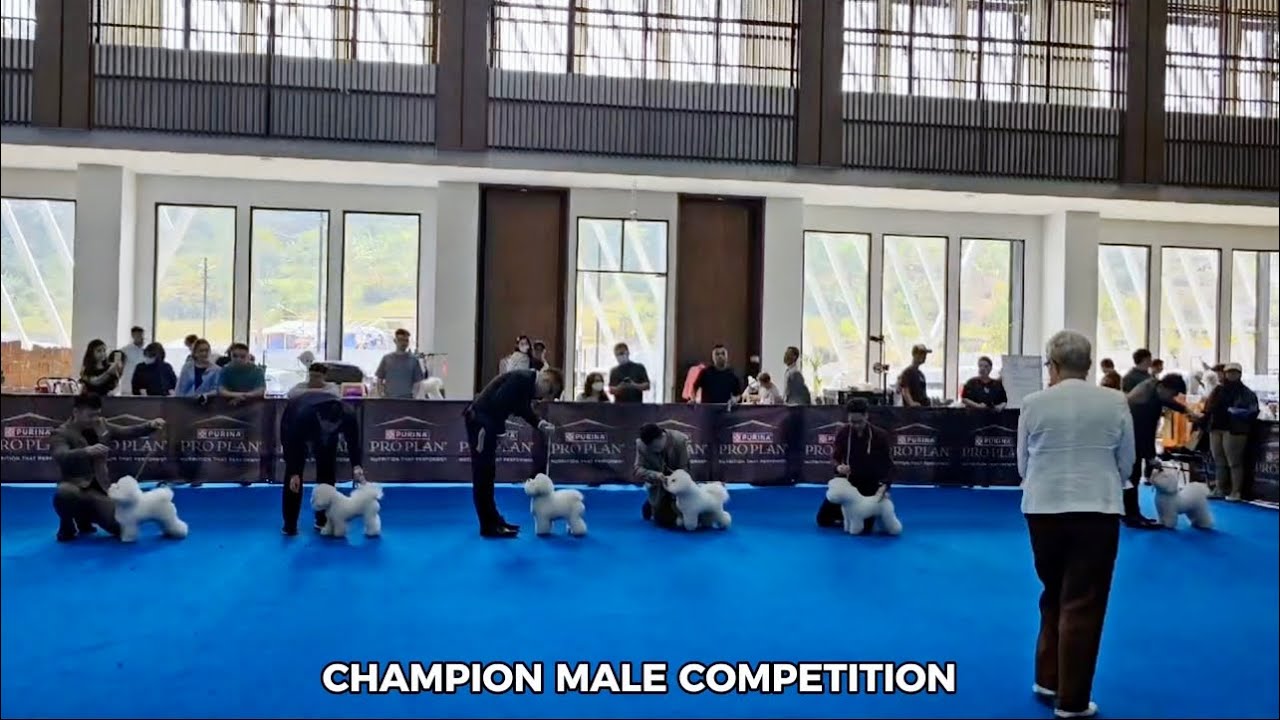 CHAMPION MALE COMPETITION DOG SHOW JSI MEGAMENDUNG, BOGOR - BICHON ...