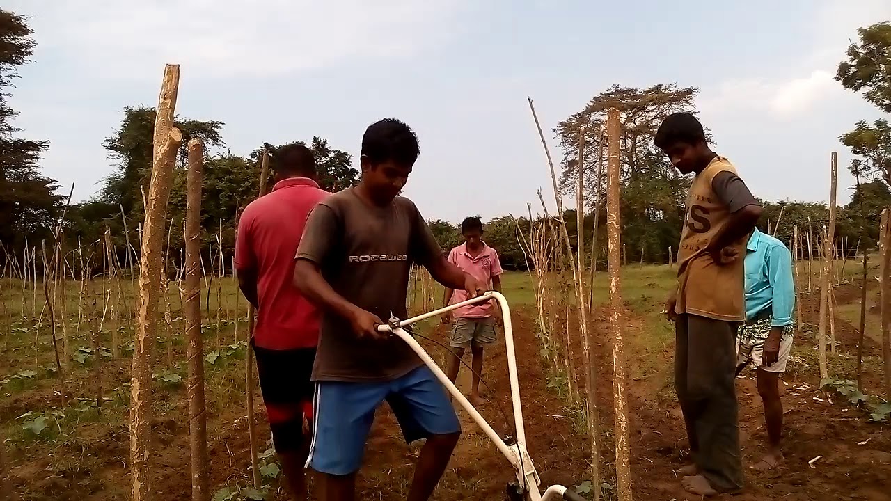 cucumber Cultivation in sinhala ගෙවතු වගාව Home gardening pipincha ...