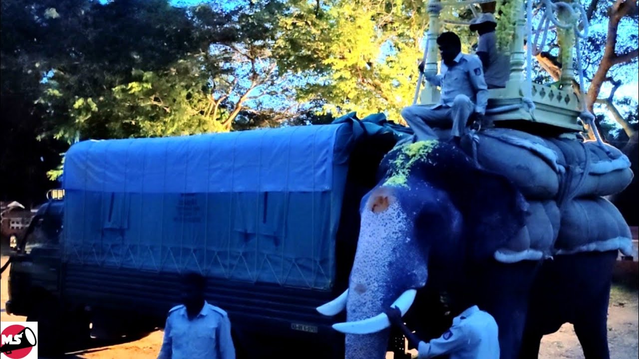 Mysore Dasara 2022 : Abhimanyu Wooden Howdah Thalim 5 Kilometres Walk ...