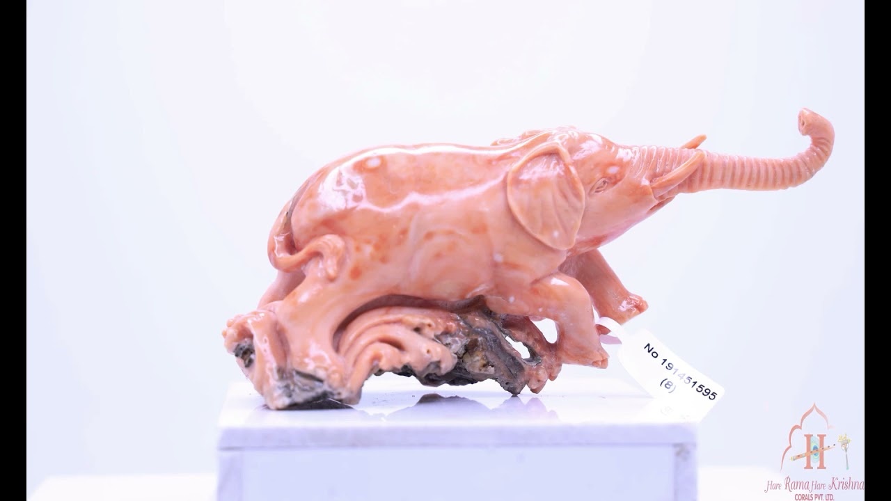 Momo Coral Carved Elephant - YouTube