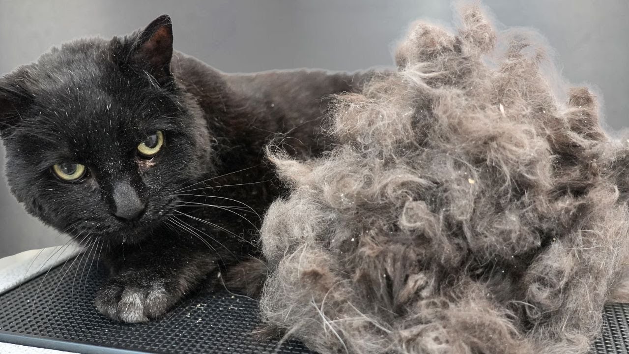 First Bath In FIFTEEN Years! | Major Transformation On Senior Black Cat ...