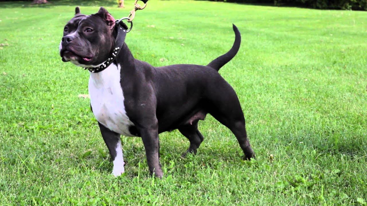 Cali's Blu Skye POCKET AMERICAN BULLY - YouTube